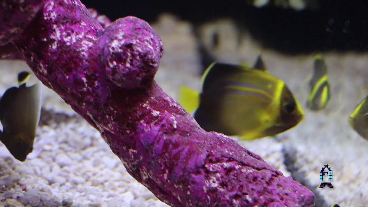 MACNA 2017 : Poma Labs and 9 new Captive Bred Angelfish! - YouTube