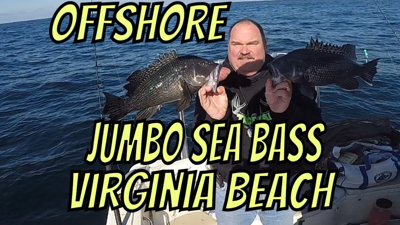 Jumbo Sea Bass Feb 8 2020 PART 1 - YouTube