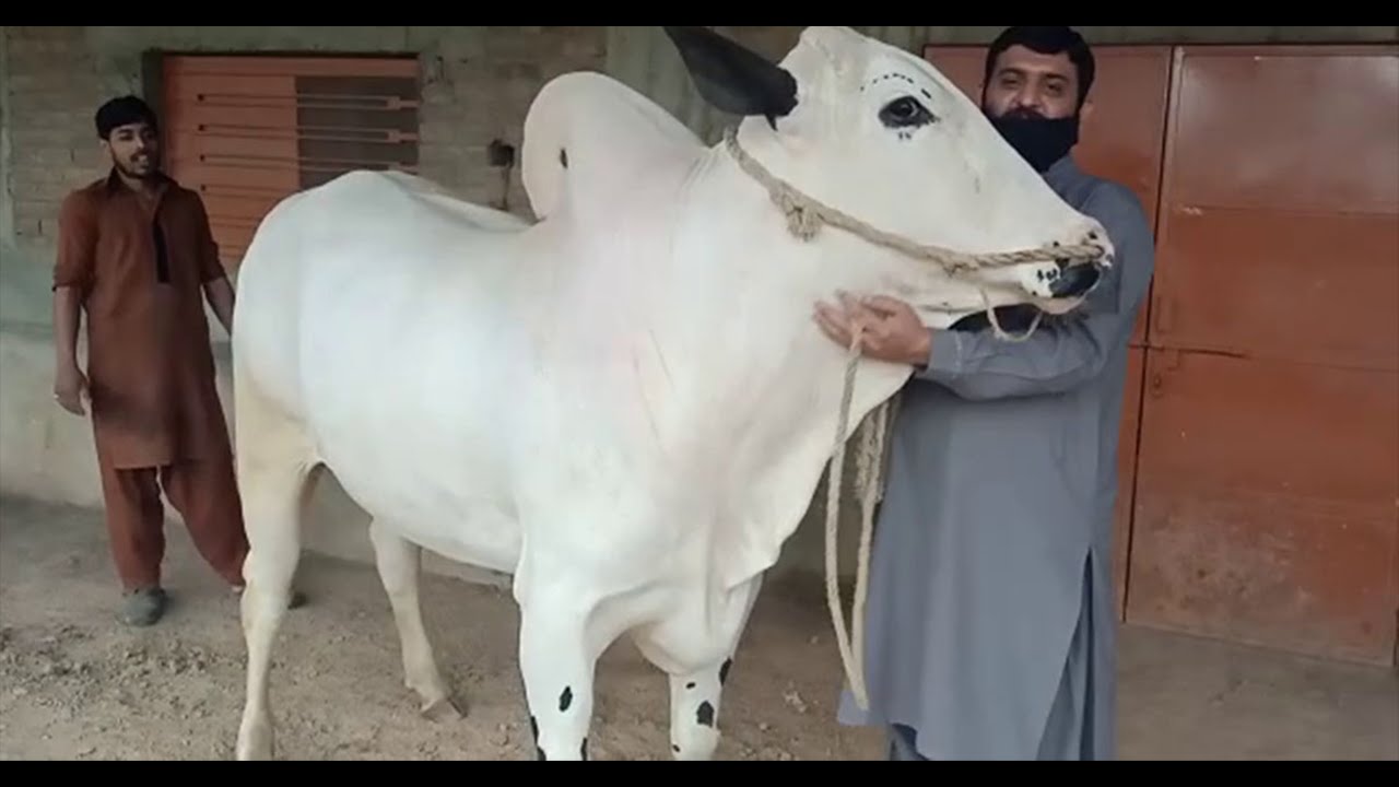 Big Bull Of Mani Cattle Farm || Collection 2020 || Dandan Nay Shokeen ...