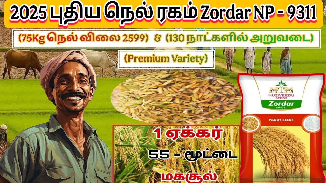 🌾 2025 புதிய நெல் ரகம் Zordar NP - 9311 | Nuziveedu Seeds Varities | No ...
