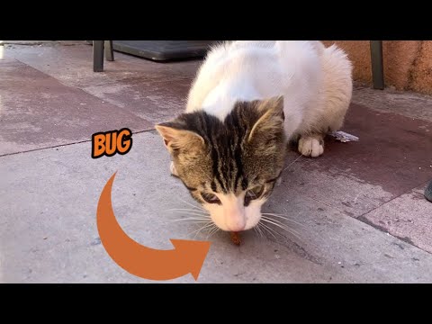 Hunter Kitten befriended tiny bug, so cute - YouTube