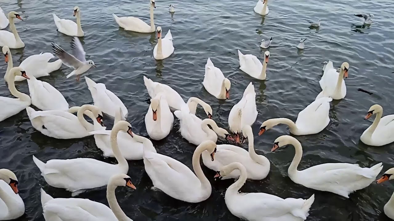 So many wild Mute swans/Joyful music - YouTube