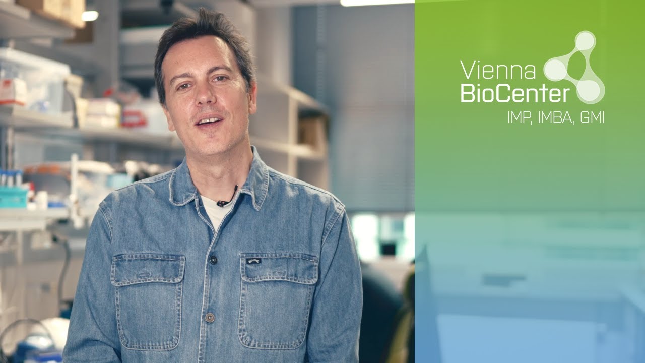 Nicolas Rivron | Scientist Snapshot | IMBA, Vienna BioCenter - YouTube