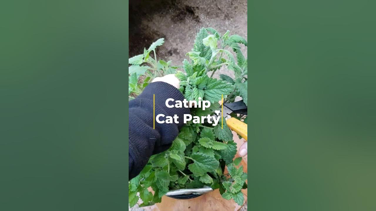 How to Do a Catnip Cat Party #catlover #catnip #catparty #eatwhatyougrow #eatwhatyoulove # ...