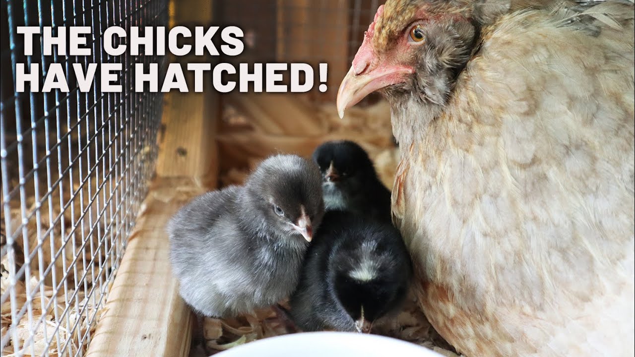 Meet our new baby chicks! (hatched naturally by a broody hen ...