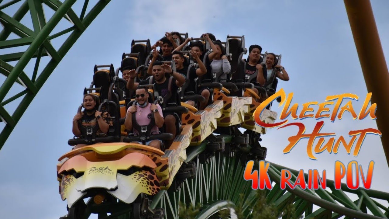 cheetah hunt tropical storm POV - YouTube