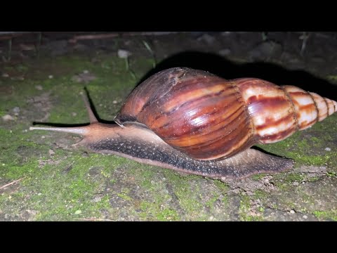 Menangkap siput ukuran besar‼️Berburu siput lucu,Hunting snail,Binatang ...