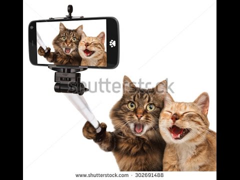 Funny cats - Self picture. Selfie stick in his hand. Couple of cat taking a selfie together with sma