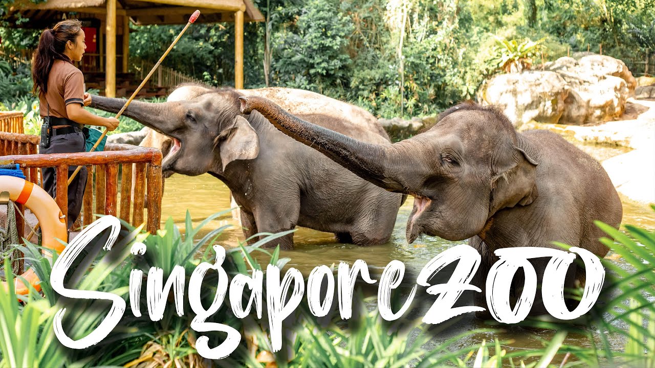 Singapore Zoo - World's Best Rainforest Zoo Complete Details - YouTube