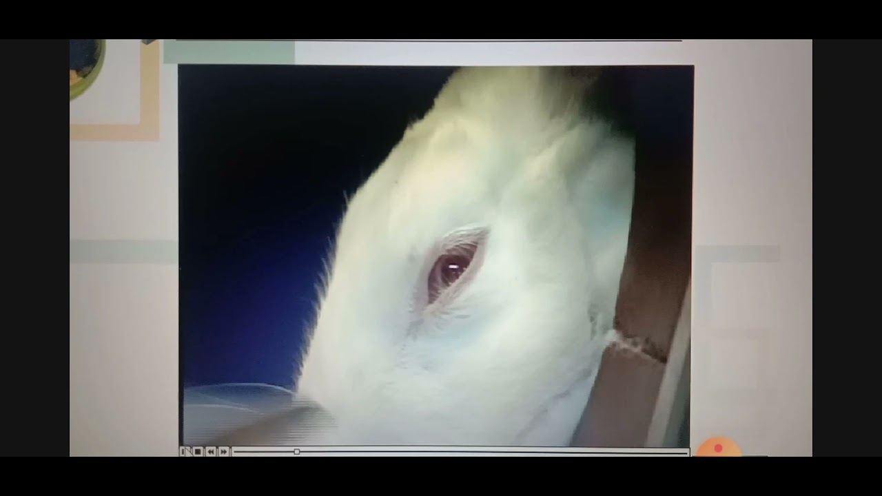 Experiment no. 13- effect of local anesthetics on rabbits eye - YouTube