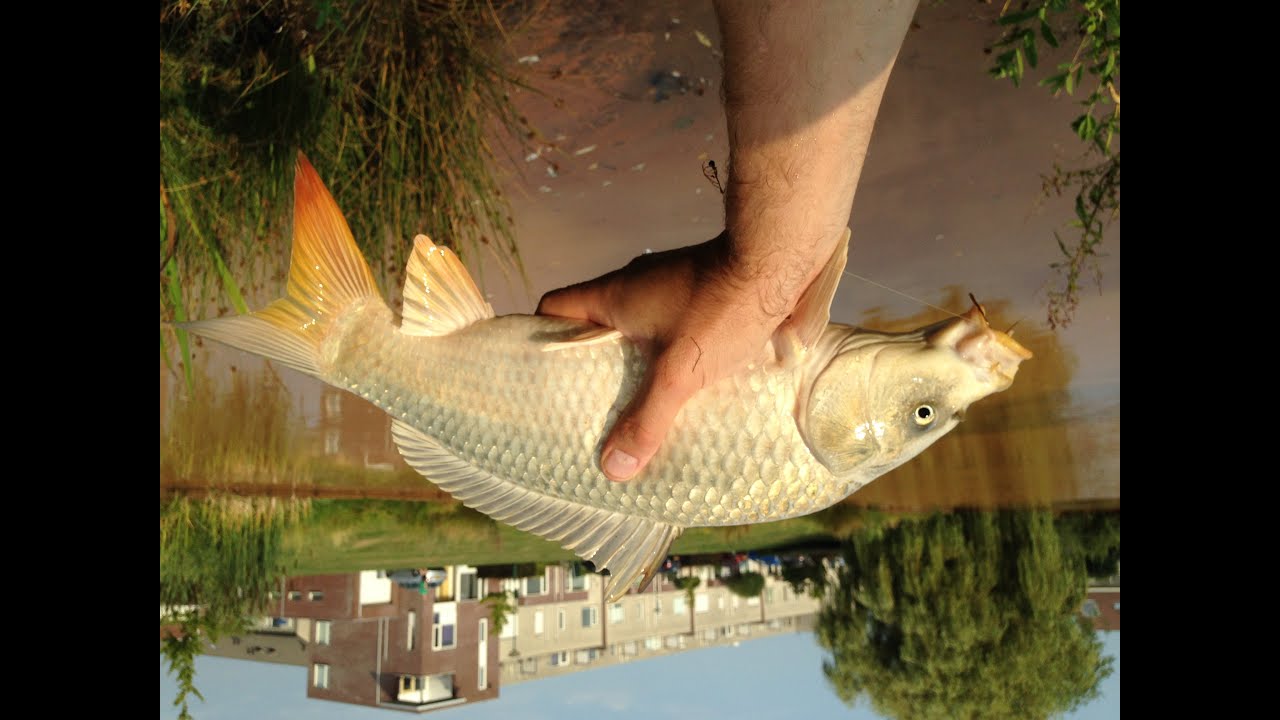 Ghost karper op mijn aasvishengeltje | Saran na stap za kedera - YouTube