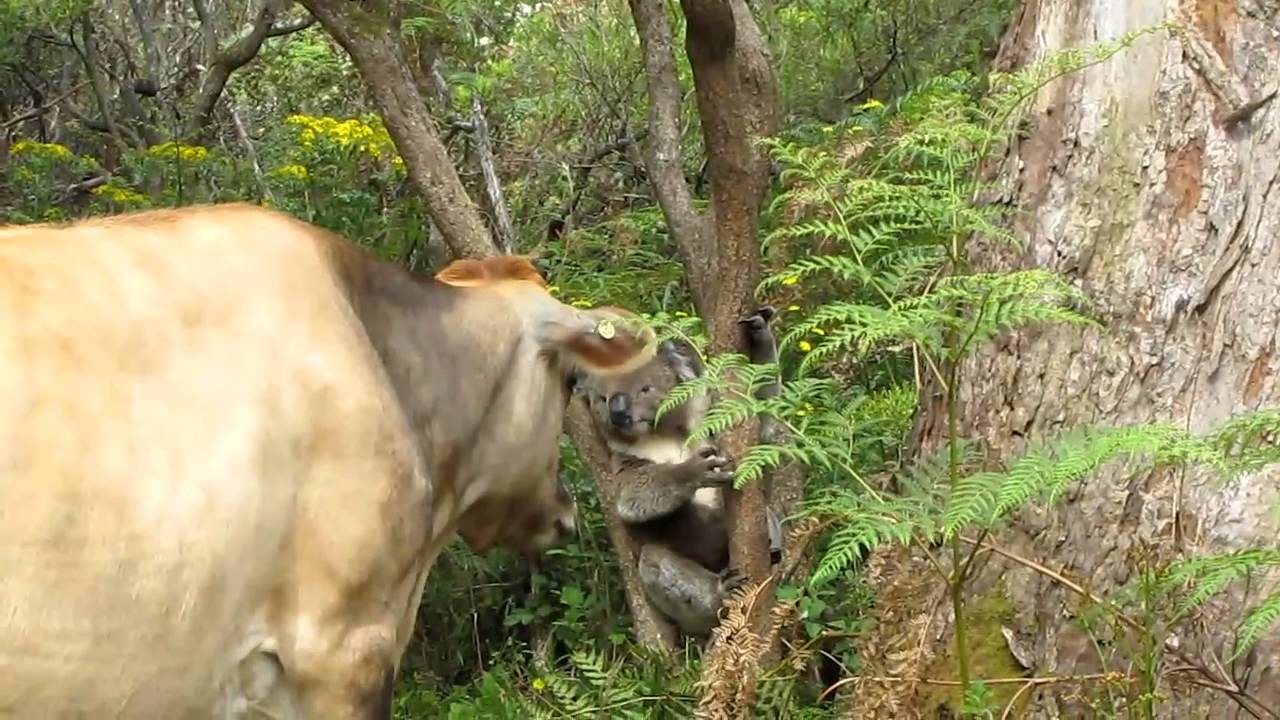 FUNNY KOALA - YouTube