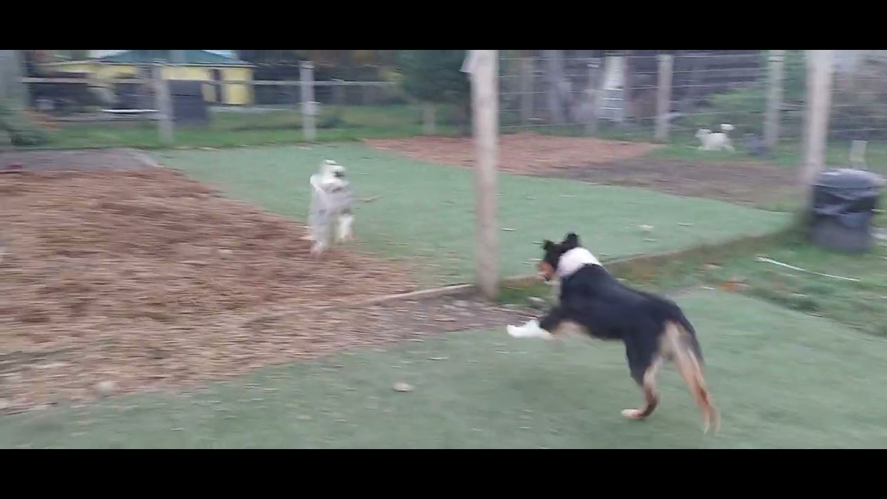 sunset game of keepaway with Sookie and Finn - YouTube