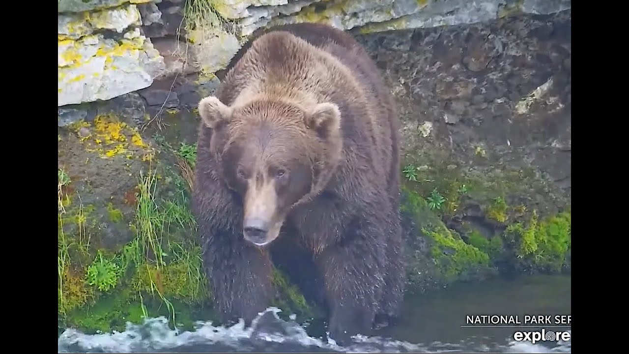 30 Aug 2023: 164 Bucky Dent Closeup (explore.org) - YouTube
