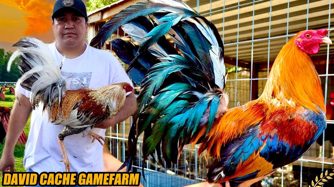 Bulik Dom Hatch Black Melsims And Sweater Doc Hatch Robinson | DAVID ...