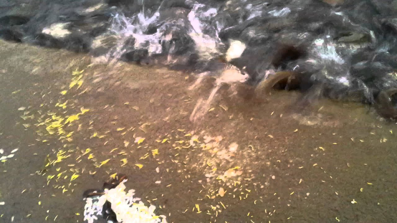 Bhanvad Triveni Indreshwar Fish eating snacks - YouTube