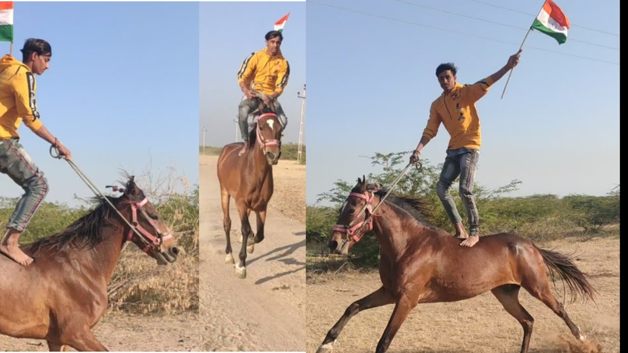 Awesome Horse Golloping Stunt : Happy Independence Day - YouTube