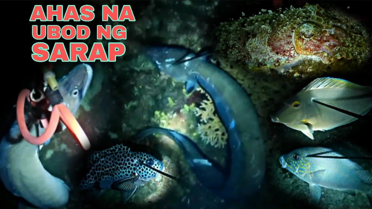 ep200, NAHULI KO ANG AHAS NA UBOD NG SARAP night spearfishing, - YouTube