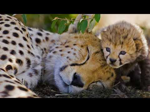 Peter Seiler. Angelic Touch - YouTube