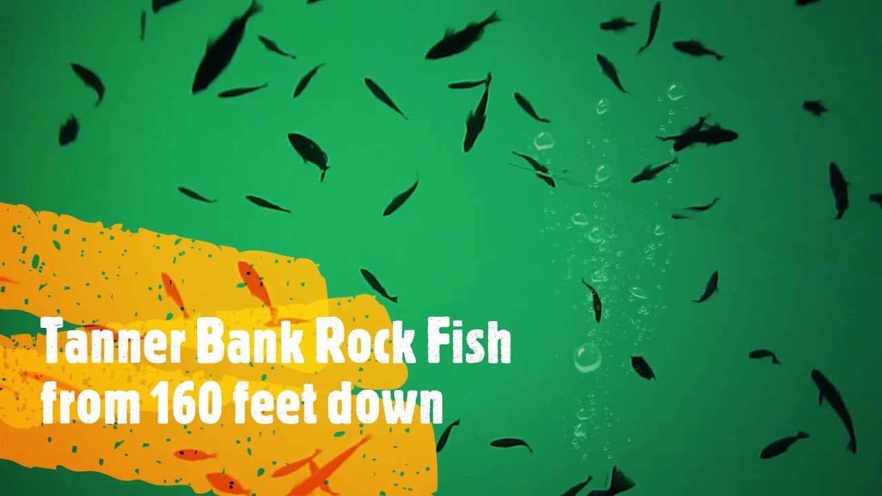 INCREDIBLE VIDEO of Tanner Bank Rock Fish from 160 down (must see ...