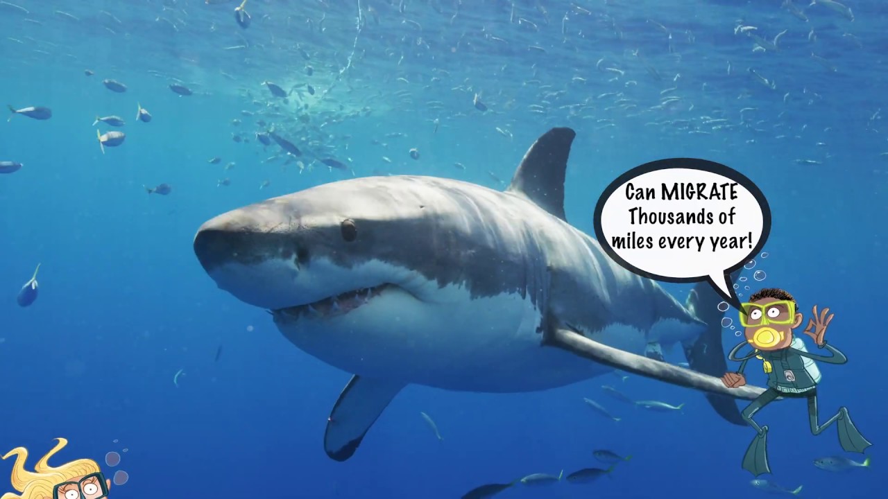 Shark Super Powers - YouTube