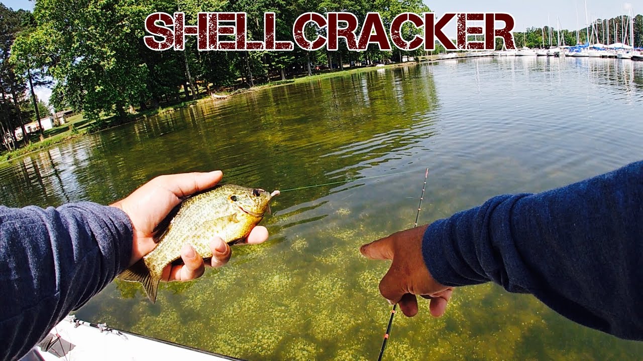 Fishing For Shellcracker!! - YouTube