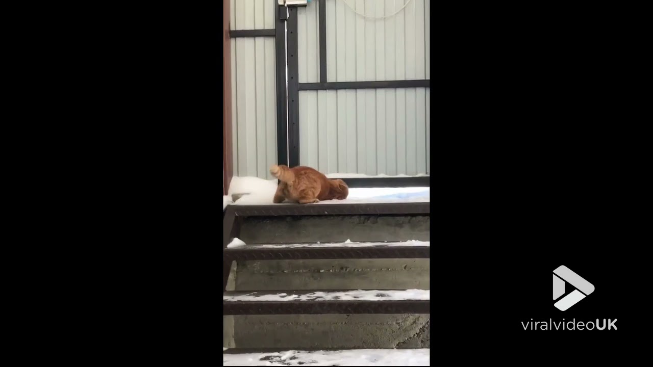 Crazy ginger cat struggles to slip under door || Viral Video UK - YouTube