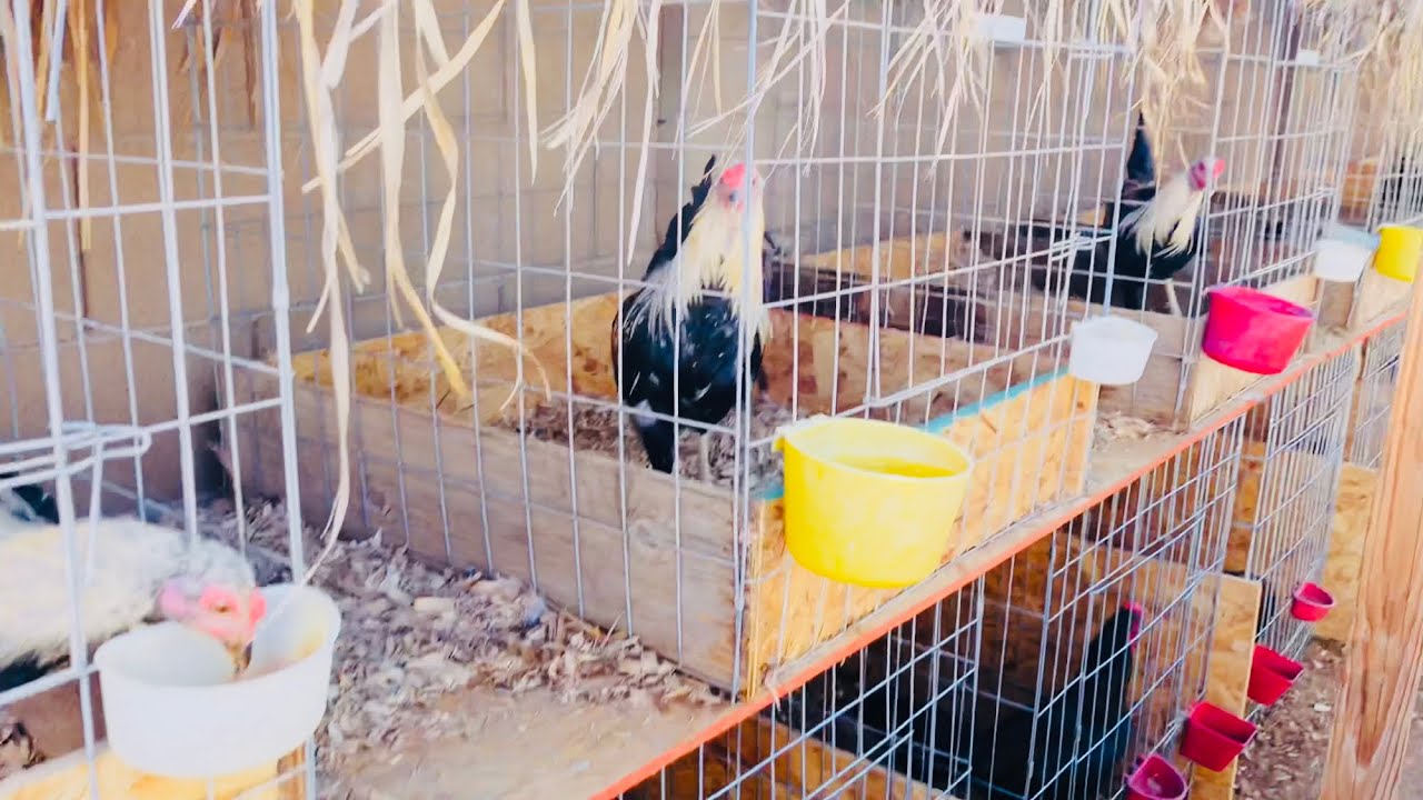 Como Prevenir Pollos Débiles Oh Detalles - YouTube