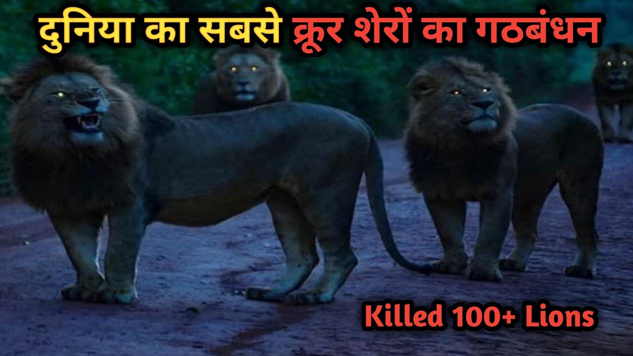 "The Legendary Rise of Mapogo Lions" | part 1 - YouTube