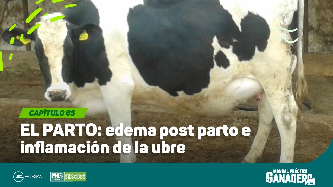Cap 65 - EL PARTO: edema post parto e inflamación de la ubre # ...