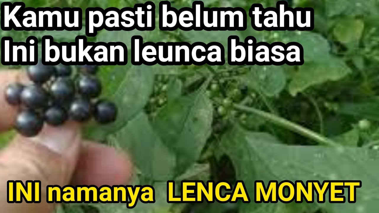 8 manfaat tanaman leunca untuk kesehatan || buah lenca - YouTube