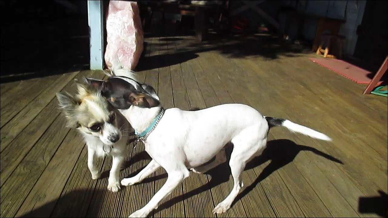 a calm assertive dog - YouTube