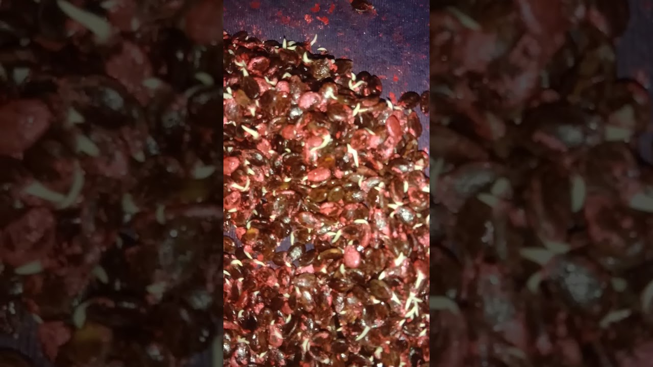 pag papatubo ng buto ng pakwan bago itanim. - YouTube