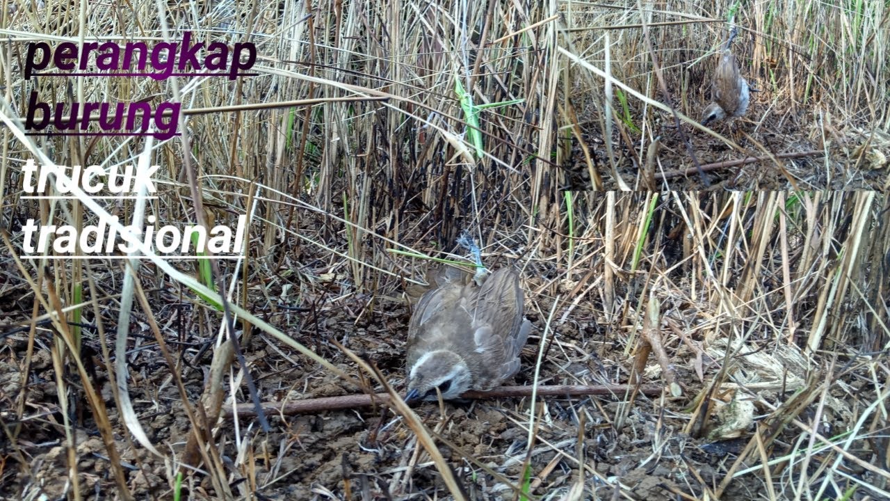 cara membuat perangkap burung trucuk - YouTube