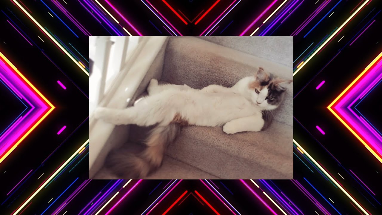 If I Find Shgurr's Cat, the Video Ends - YouTube
