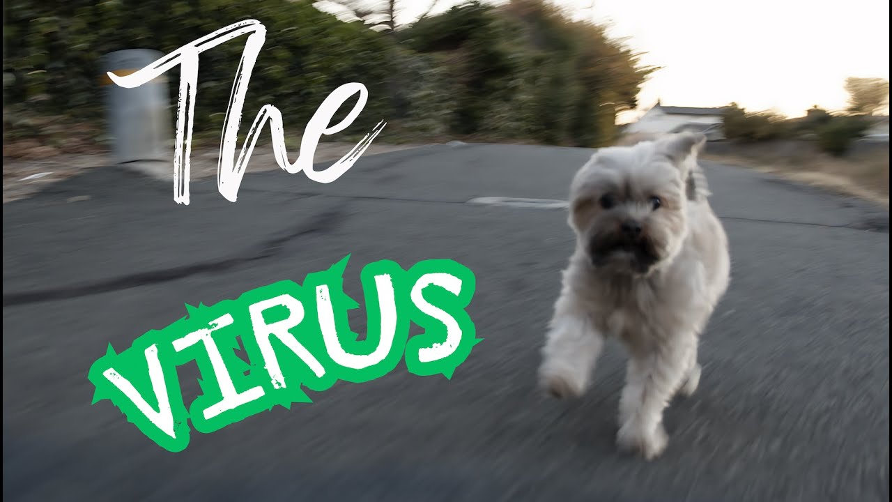 The Virus -Short Film - YouTube