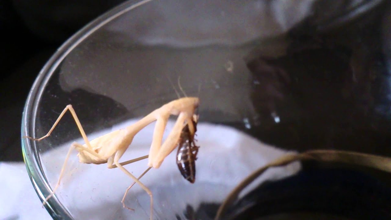 Egyption pygmy mantis eating a cockroach - YouTube