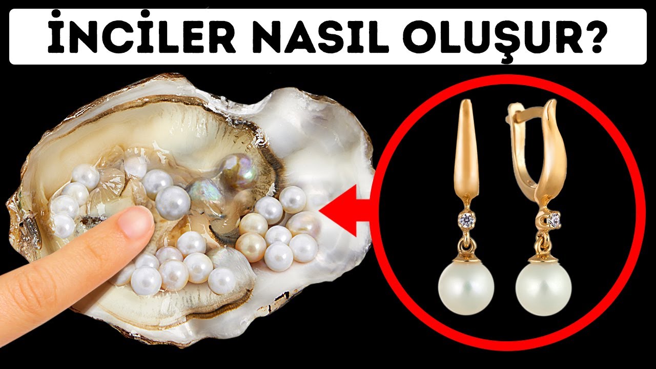İstiridyeler Neden ve Nasıl İnci Yaparlar? - YouTube
