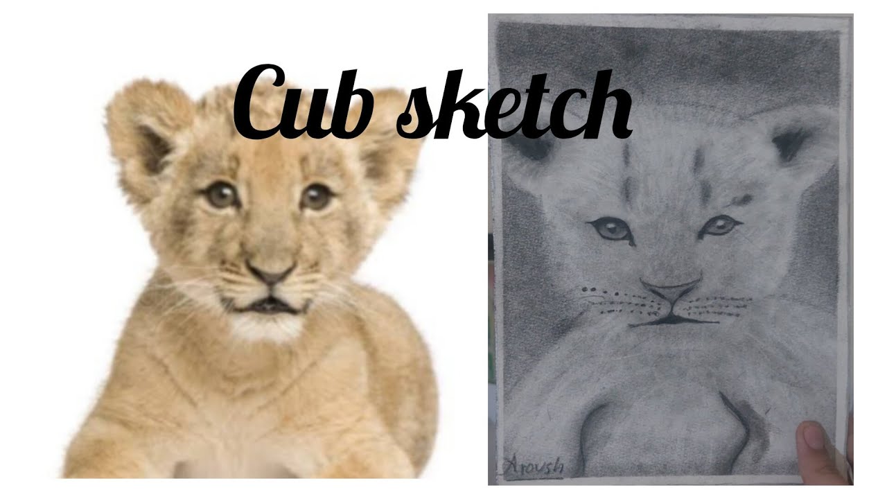 little cub sketch |cub | creation with Aroush | - YouTube