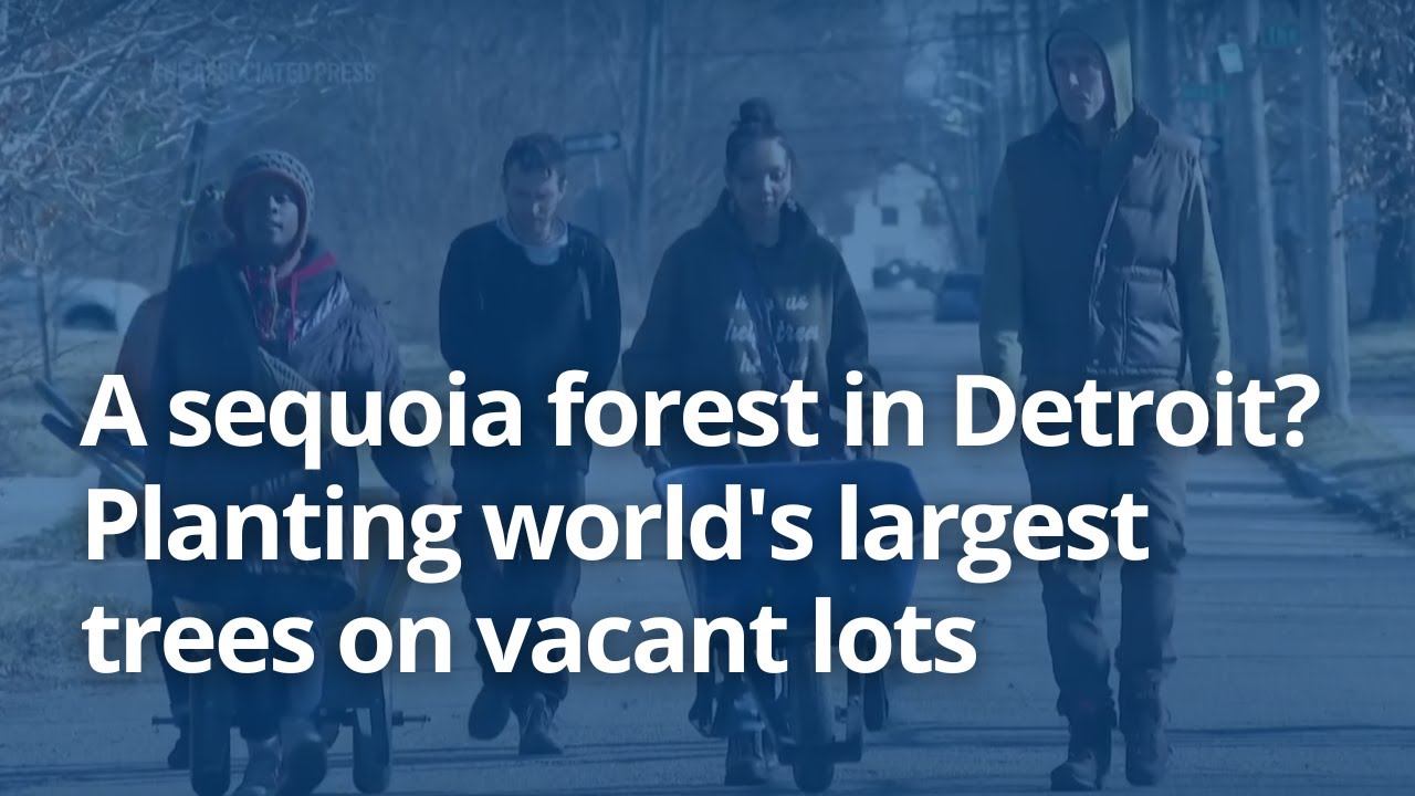A sequoia forest in Detroit? Planting world's largest trees on vacant ...