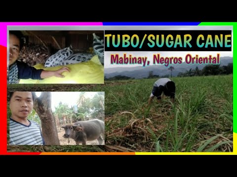 Buhay Probinsya - Tubo/SugarCane sa Negros Oriental - Pangunahing Hanap ...