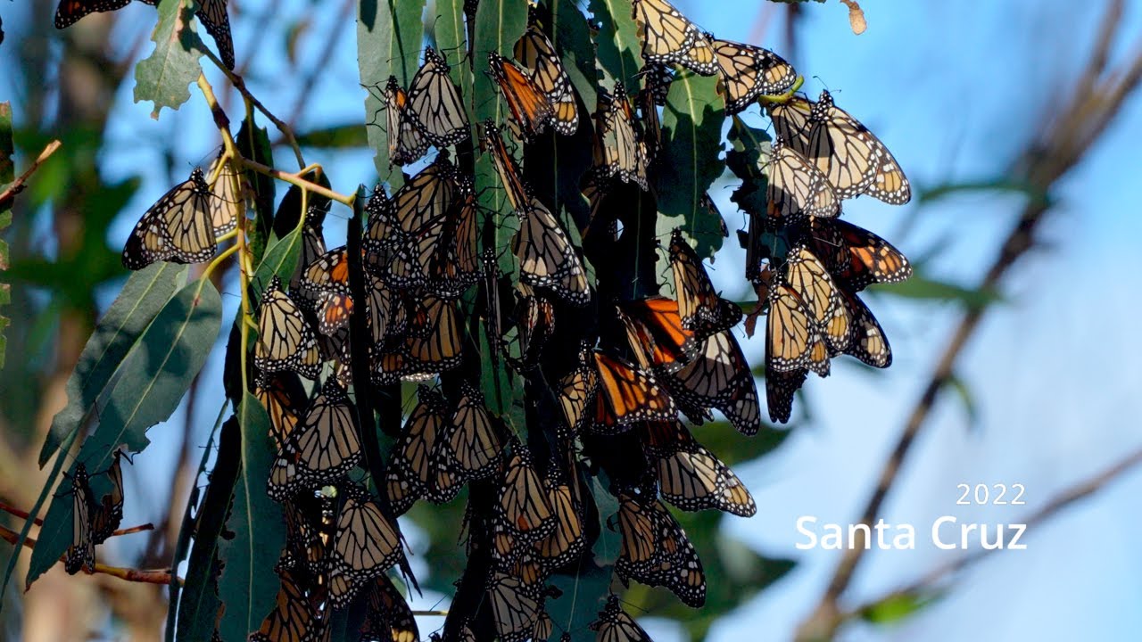 Santa Cruz Monarch Butterflies and Surfers - YouTube