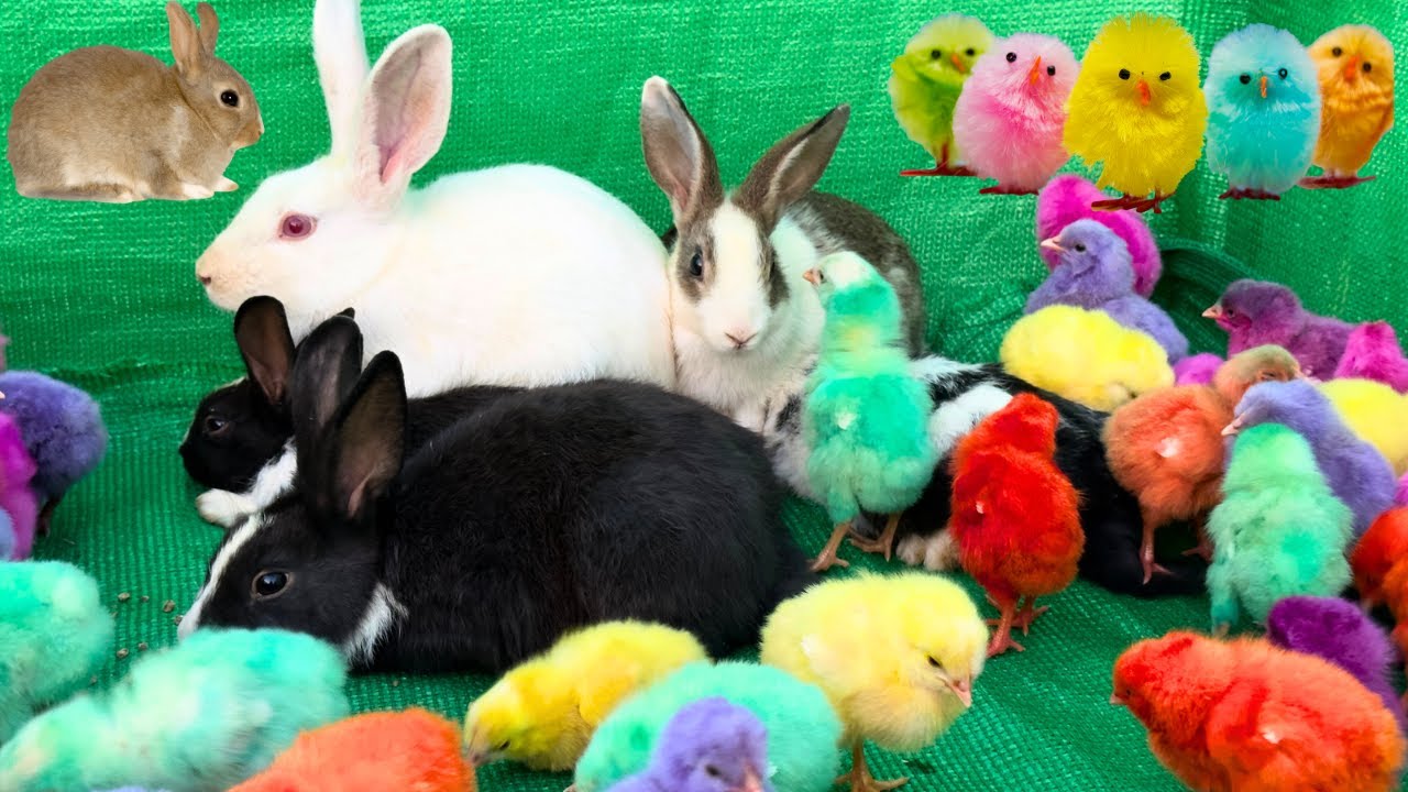 Comic Hen Baby Chicks With Cute Bunnies | Rainbow Chicks | Birds And ...