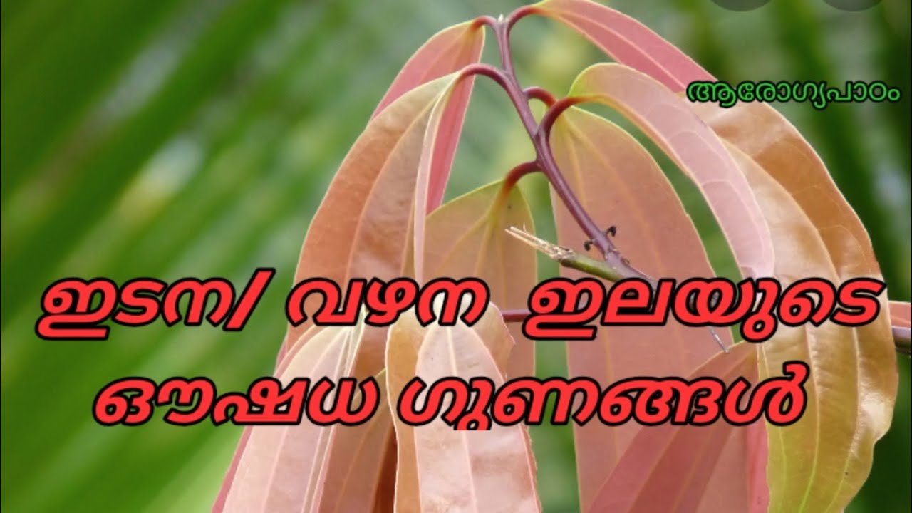 ഇടന/വഴന ഇല /Health benefits of/Edana ഇല /vazhana ela/Vayanayila - YouTube