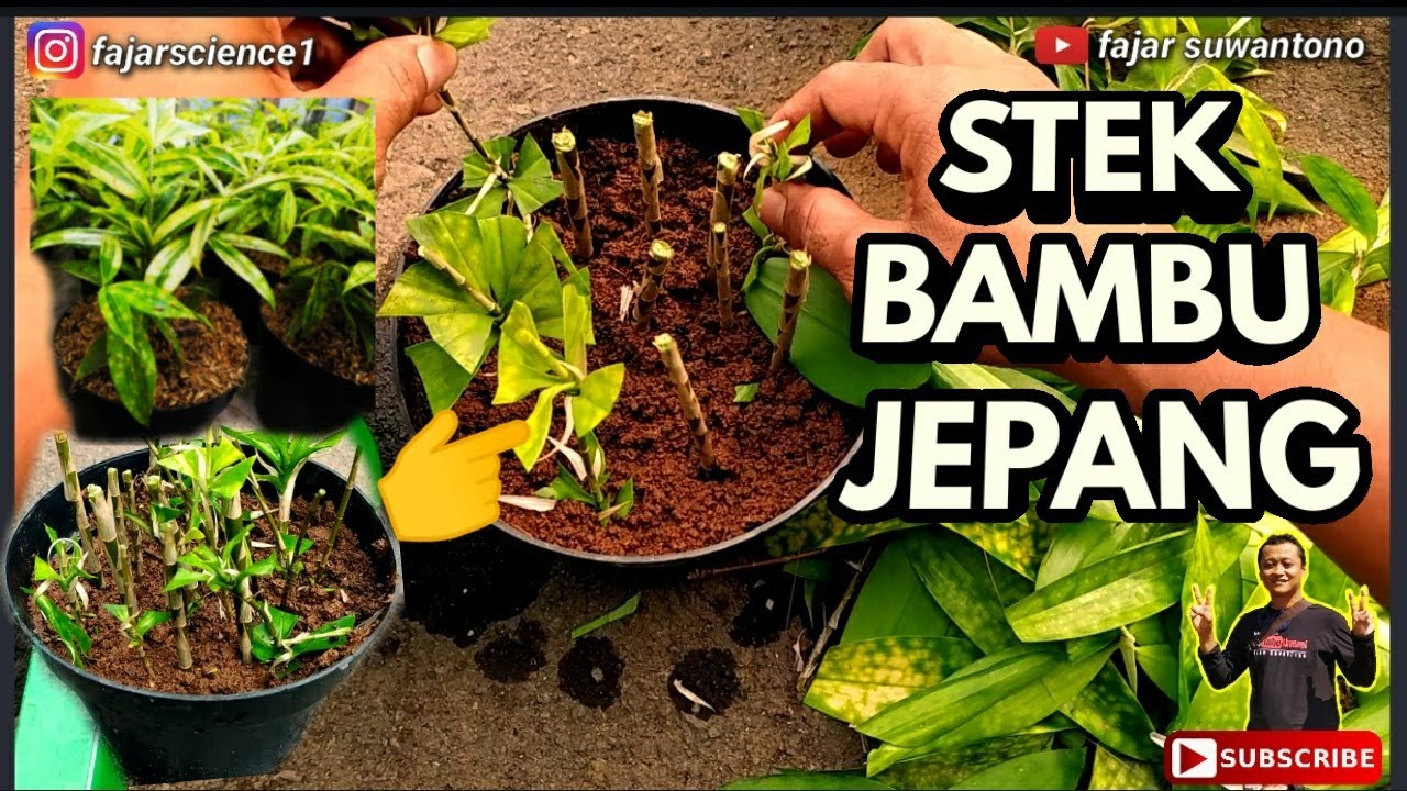 CARA STEK BATANG TANAMAN BAMBU JEPANG (Dracaena surculosa), MUDAH ...