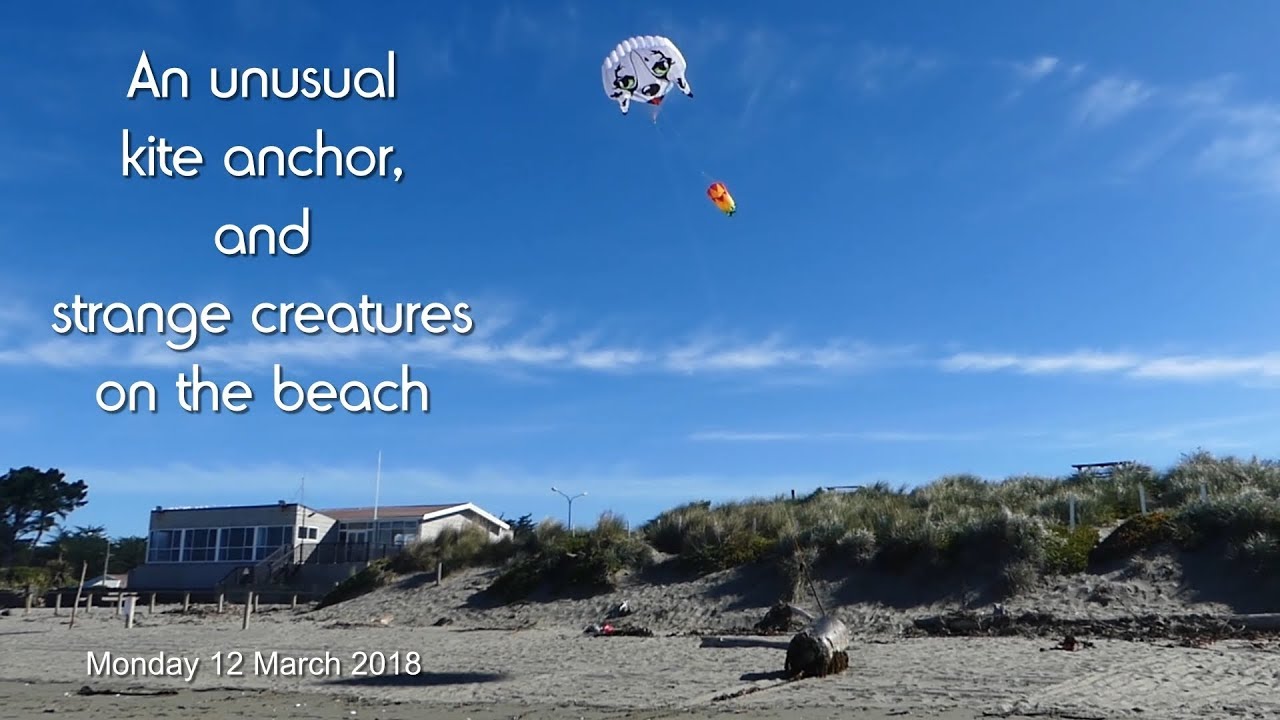 An unusual kite anchor, and strange creatures on the beach - YouTube