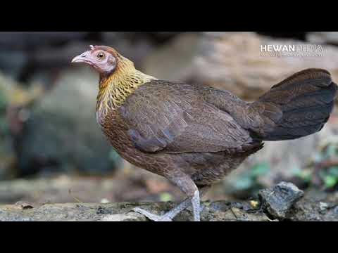 suab poj qaib seev dib tuaj zoo heev 100% - YouTube