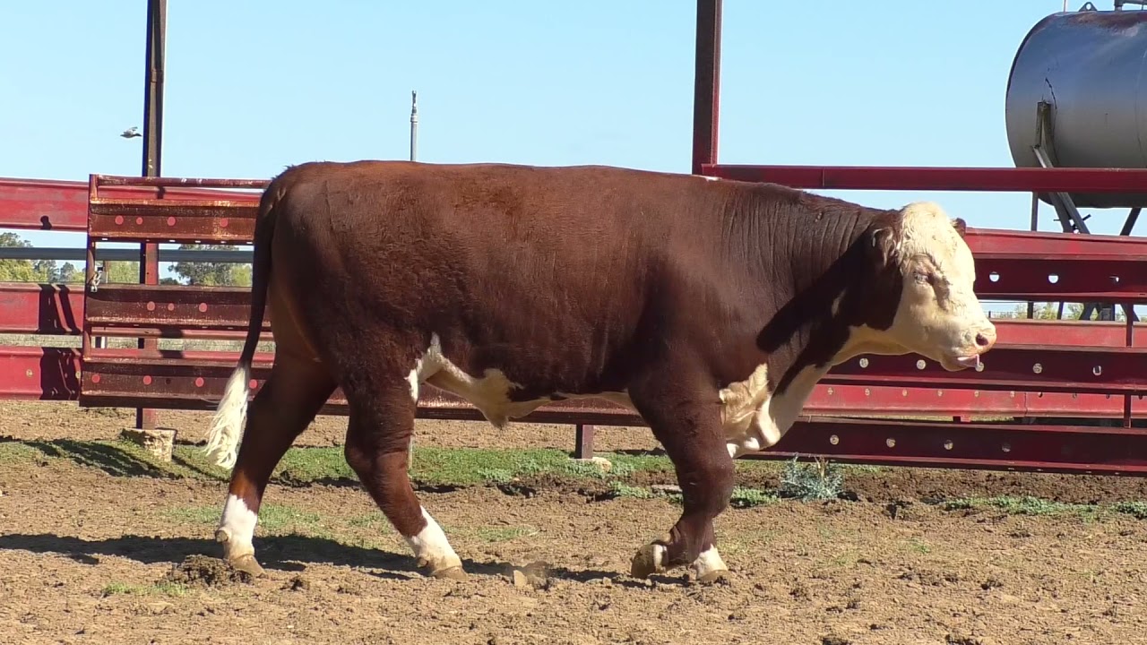 Lot 49 Warren Point Lenard R002 (P) - YouTube