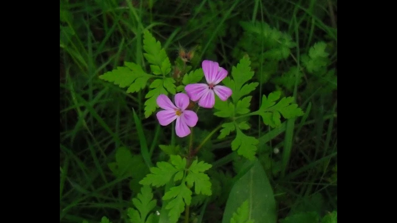 Wild Herbs : Herb Robert (Geranium robertianum) - YouTube