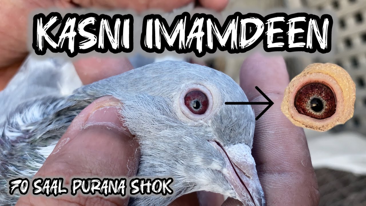 INTRODUCING KASNI IMAMDIN PIGEONS🔥😍 - YouTube
